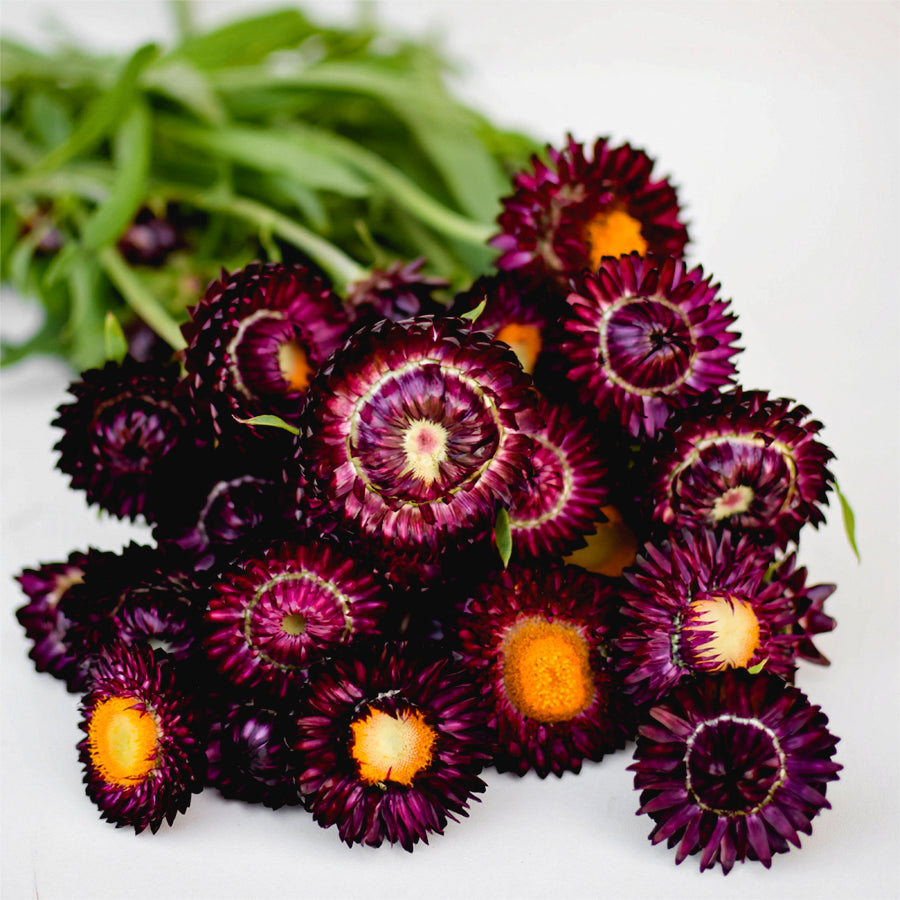 Strawflower 'Purple Red' – Susie Ripley Gardening