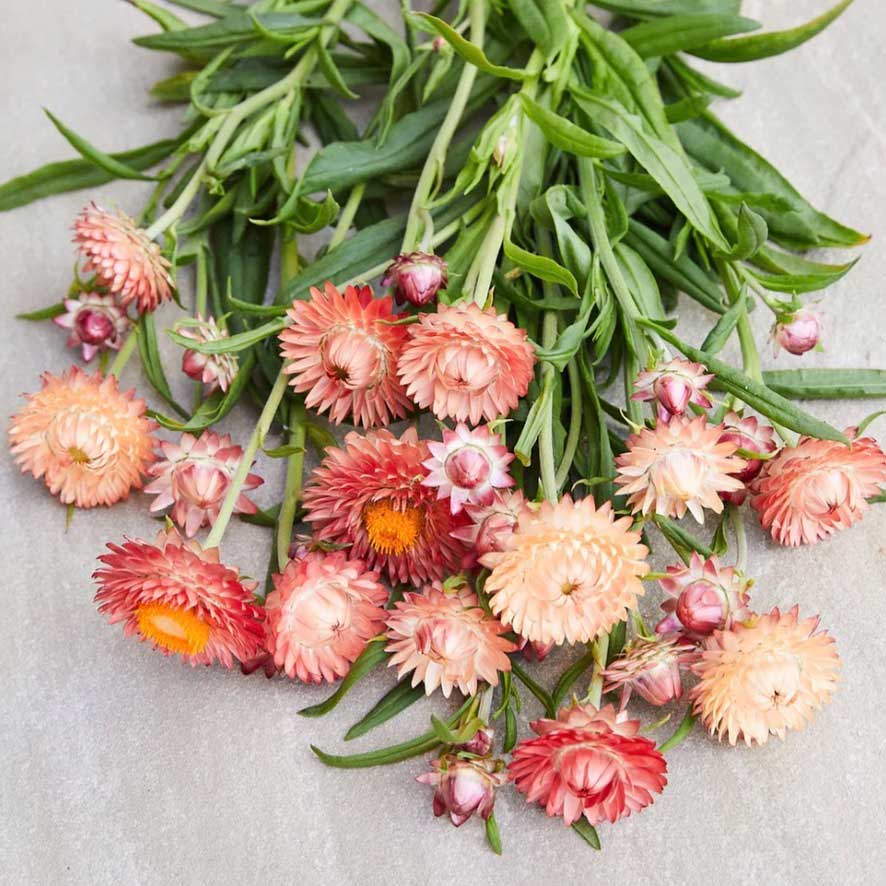 Strawflower 'Apricot and Peach Mix’ – Susie Ripley Gardening