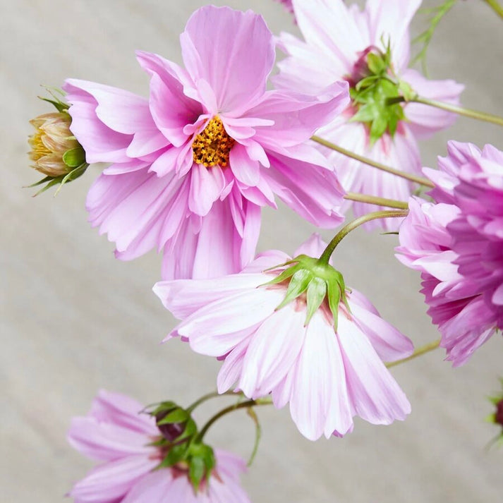 Cosmos 'Double Click Rose Bon Bon' – Susie Ripley Gardening