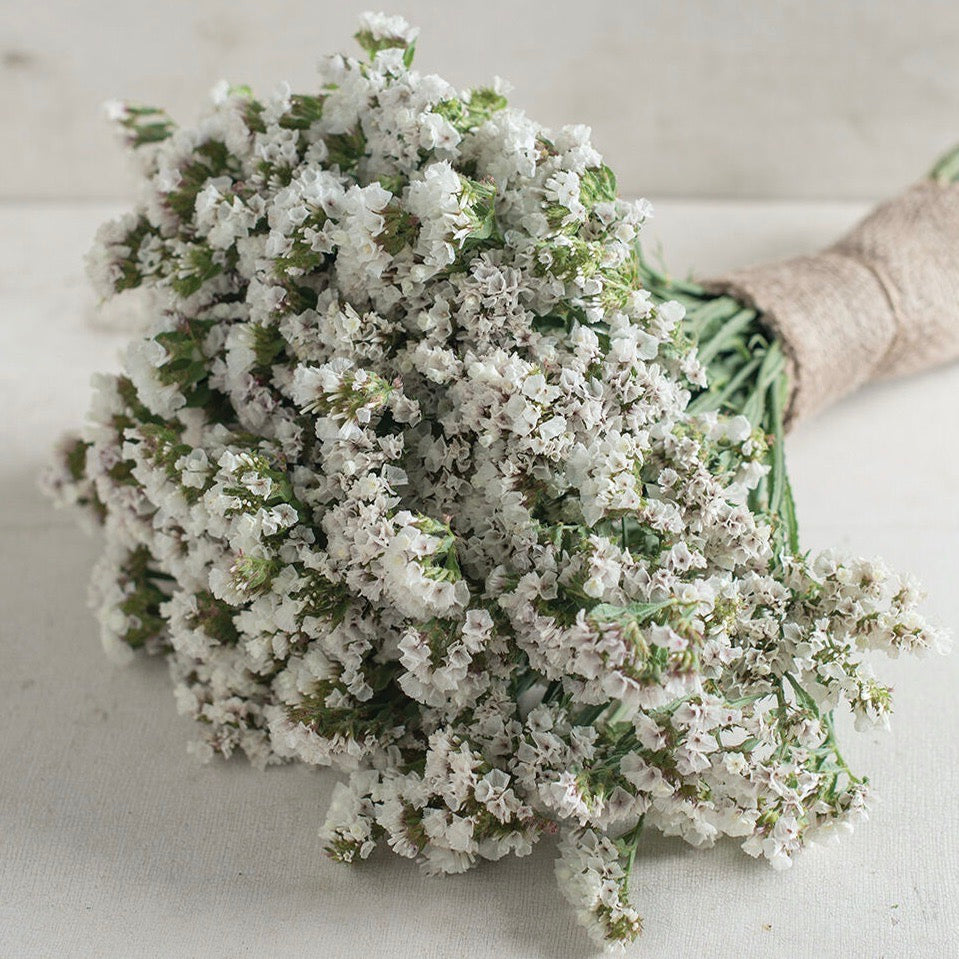 Statice 'White' – Susie Ripley Gardening