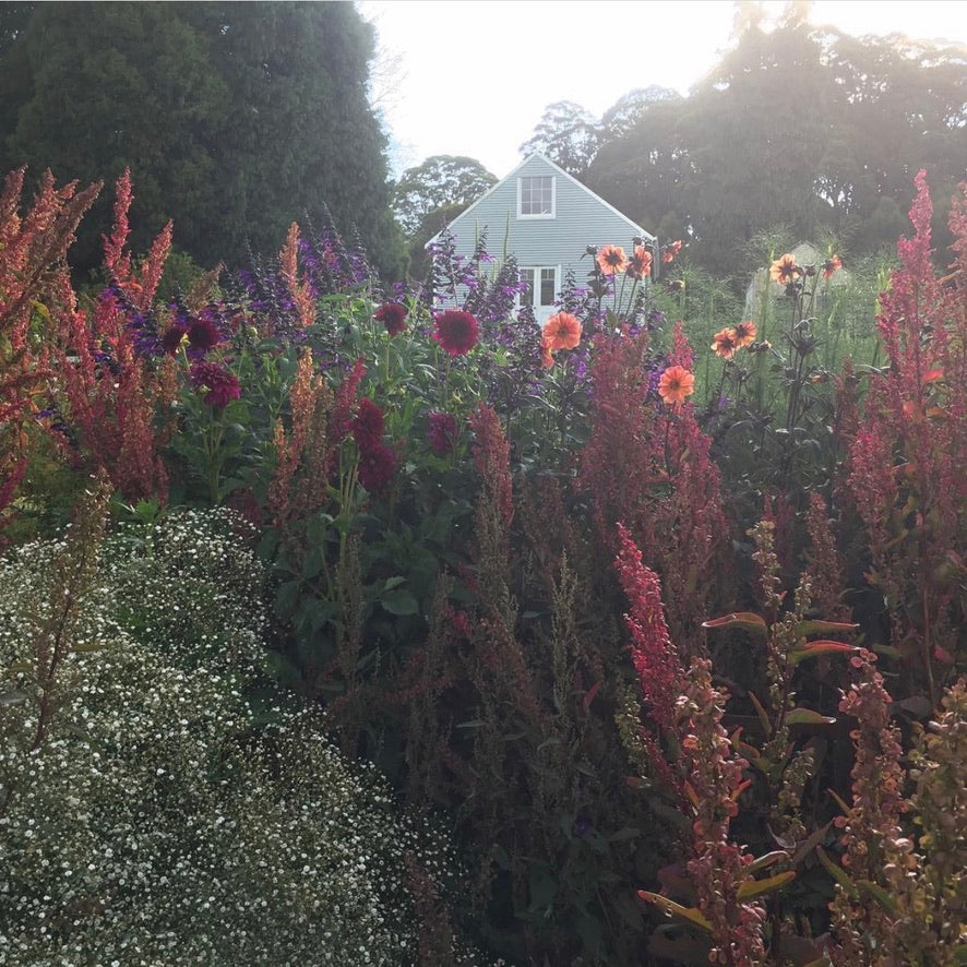 Orach 'Copper Plume' – Susie Ripley Gardening
