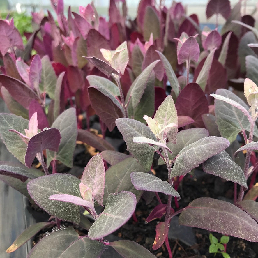 Orach 'Copper Plume' – Susie Ripley Gardening