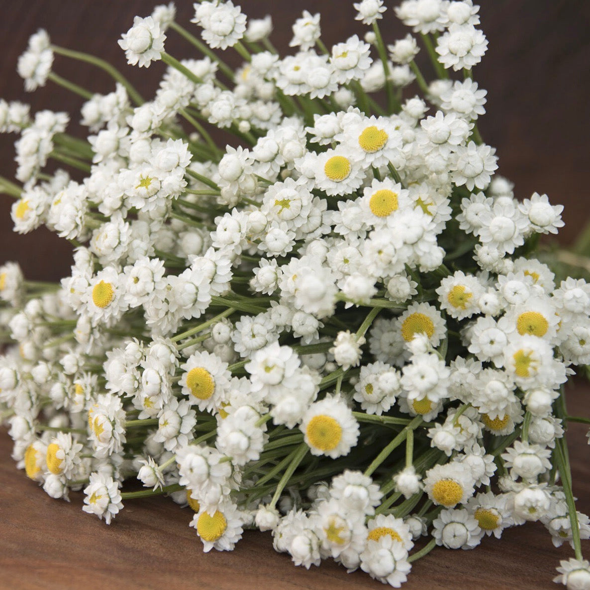 ANNUAL FLOWER SEEDS – Susie Ripley Gardening