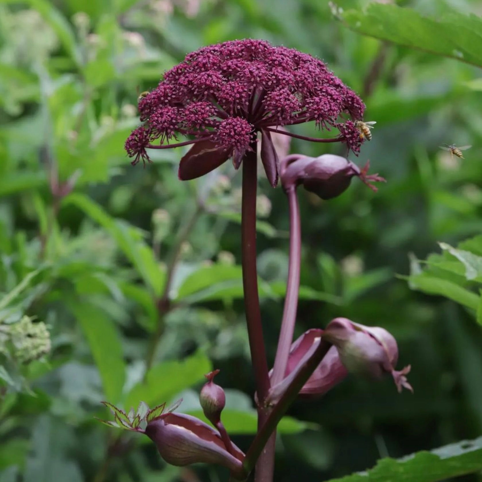 Angelica gigas – Susie Ripley Gardening
