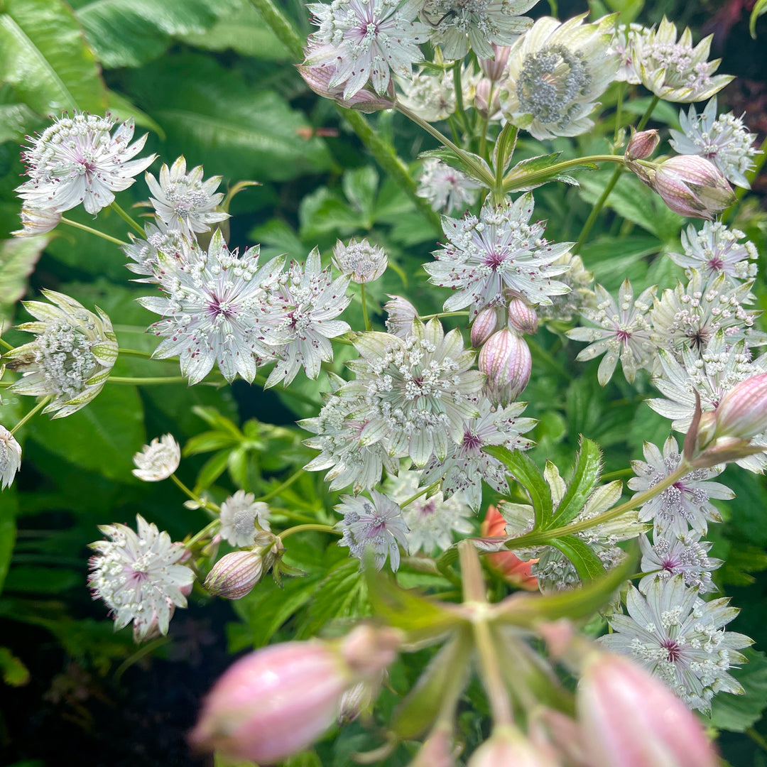Astrantia major – Susie Ripley Gardening