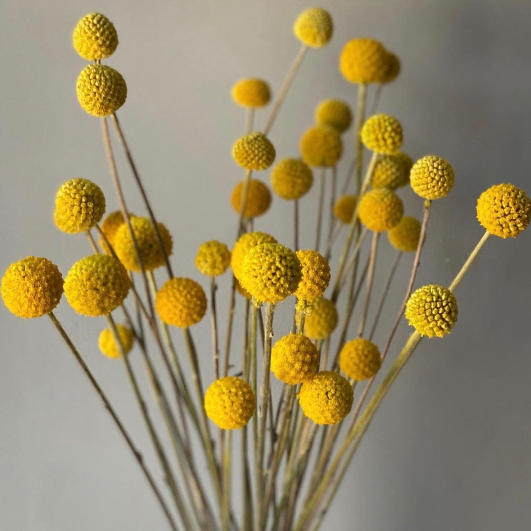 Craspedia 'Billy Buttons' – Susie Ripley Gardening