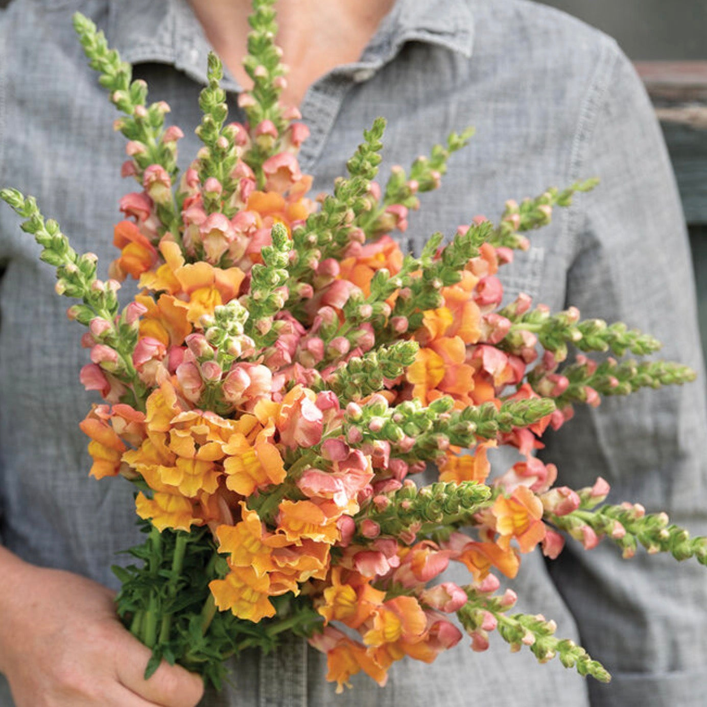 Snapdragon 'Opus Early Bronze' – Susie Ripley Gardening