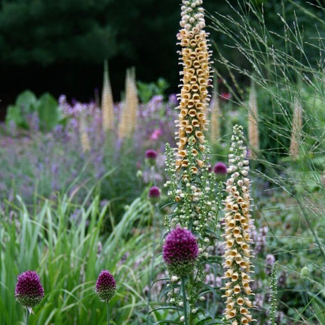 PERENNIAL FLOWER SEEDS Faigan X Ripley – Susie Ripley Gardening