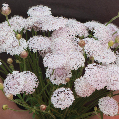 Didiscus 'Lacy Pink' – Susie Ripley Gardening