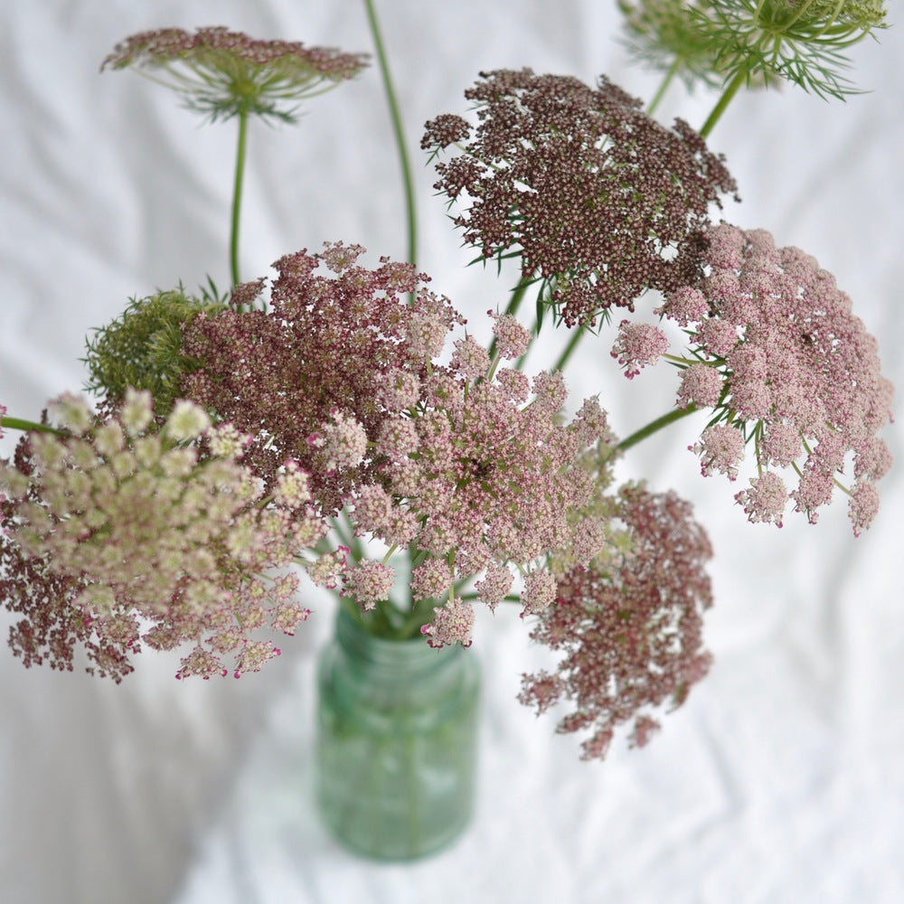 Dara 'Chocolate Lace Flower' – Susie Ripley Gardening