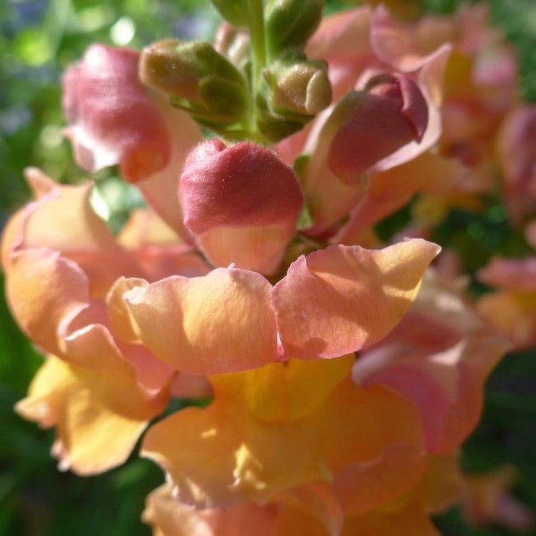 Snapdragon 'Opus Early Bronze' – Susie Ripley Gardening