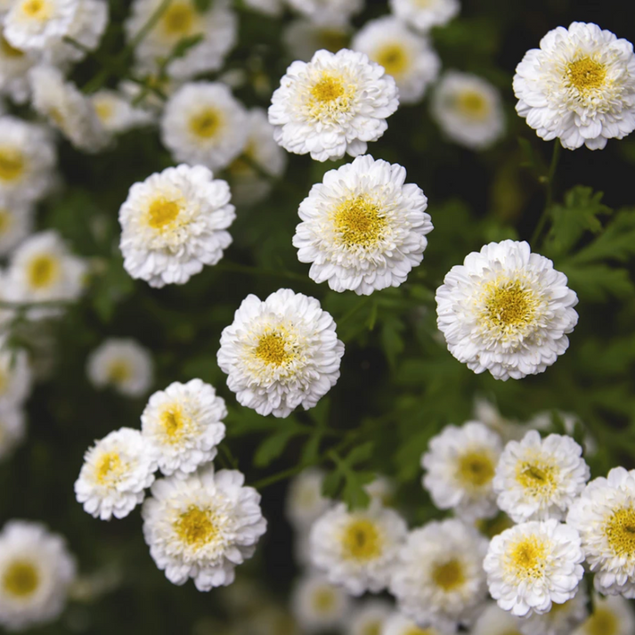 Matricaria 'Tetra White' – Susie Ripley Gardening