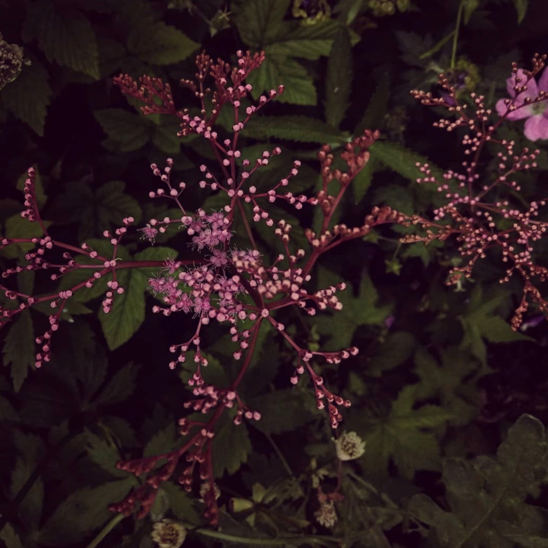 Filipendula rubra – Susie Ripley Gardening