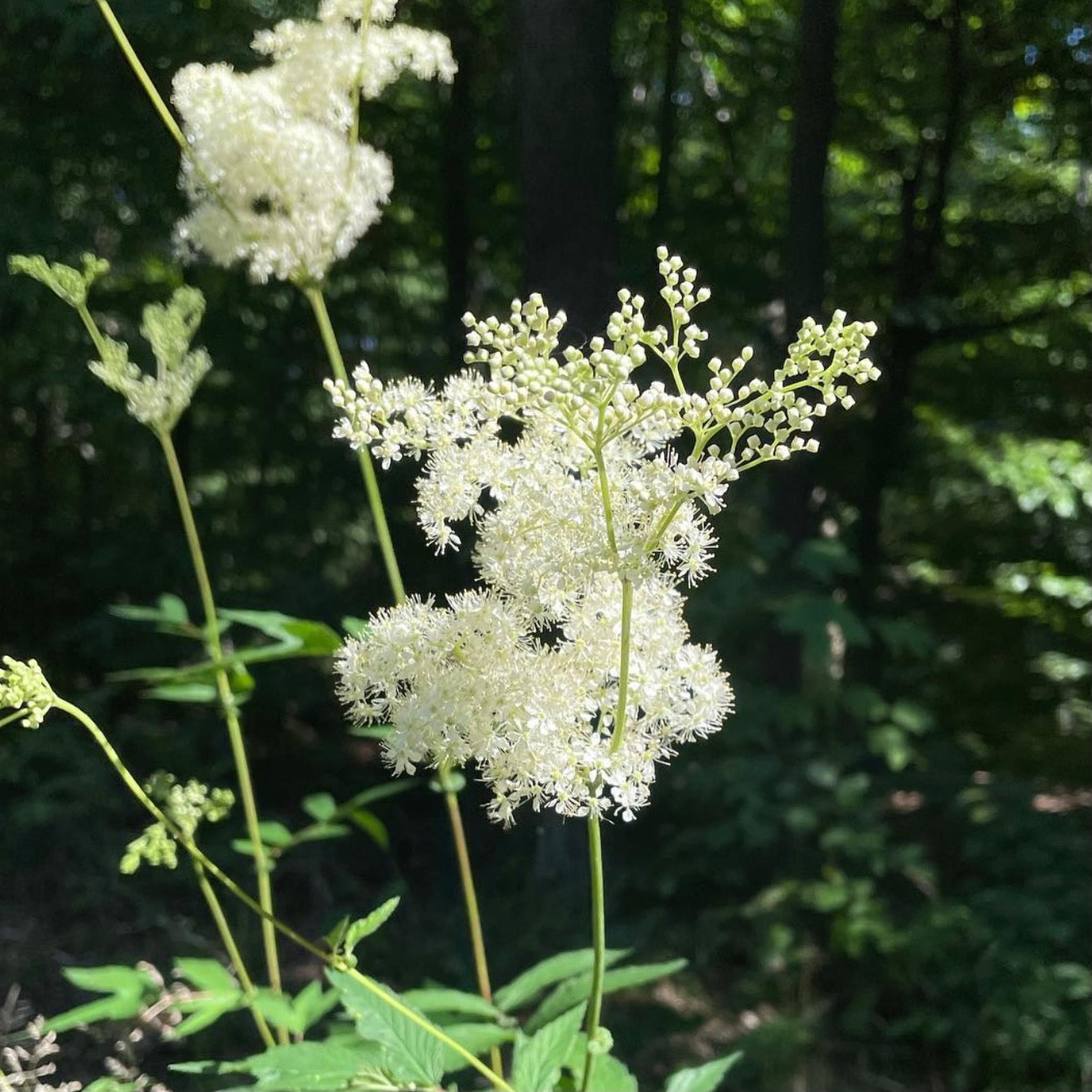 Filipendula ulmaria – Susie Ripley Gardening