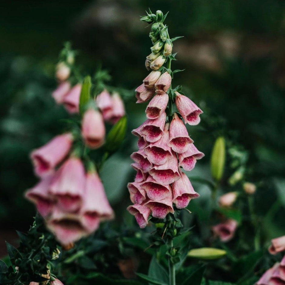Foxglove 'Summer King' – Susie Ripley Gardening