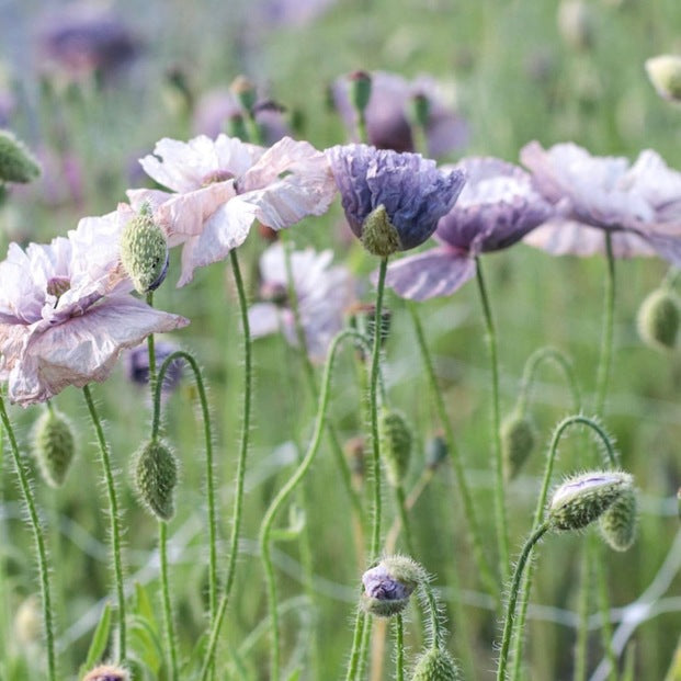 Poppy 'Amazing Grey' – Susie Ripley Gardening
