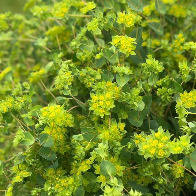 Bupleurum 'Green Gold' – Susie Ripley Gardening