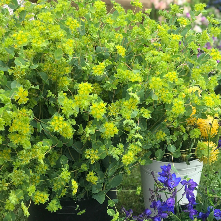 Bupleurum 'Green Gold' – Susie Ripley Gardening
