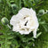 Poppy 'Checkers' – Susie Ripley Gardening
