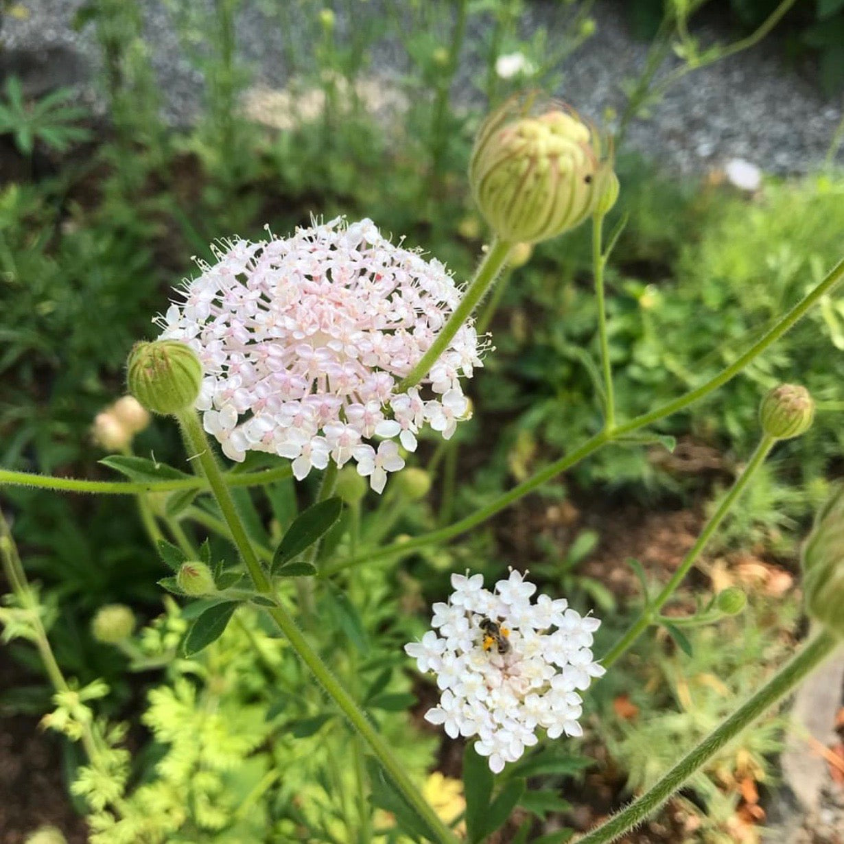 Didiscus 'Lacy Pink' – Susie Ripley Gardening