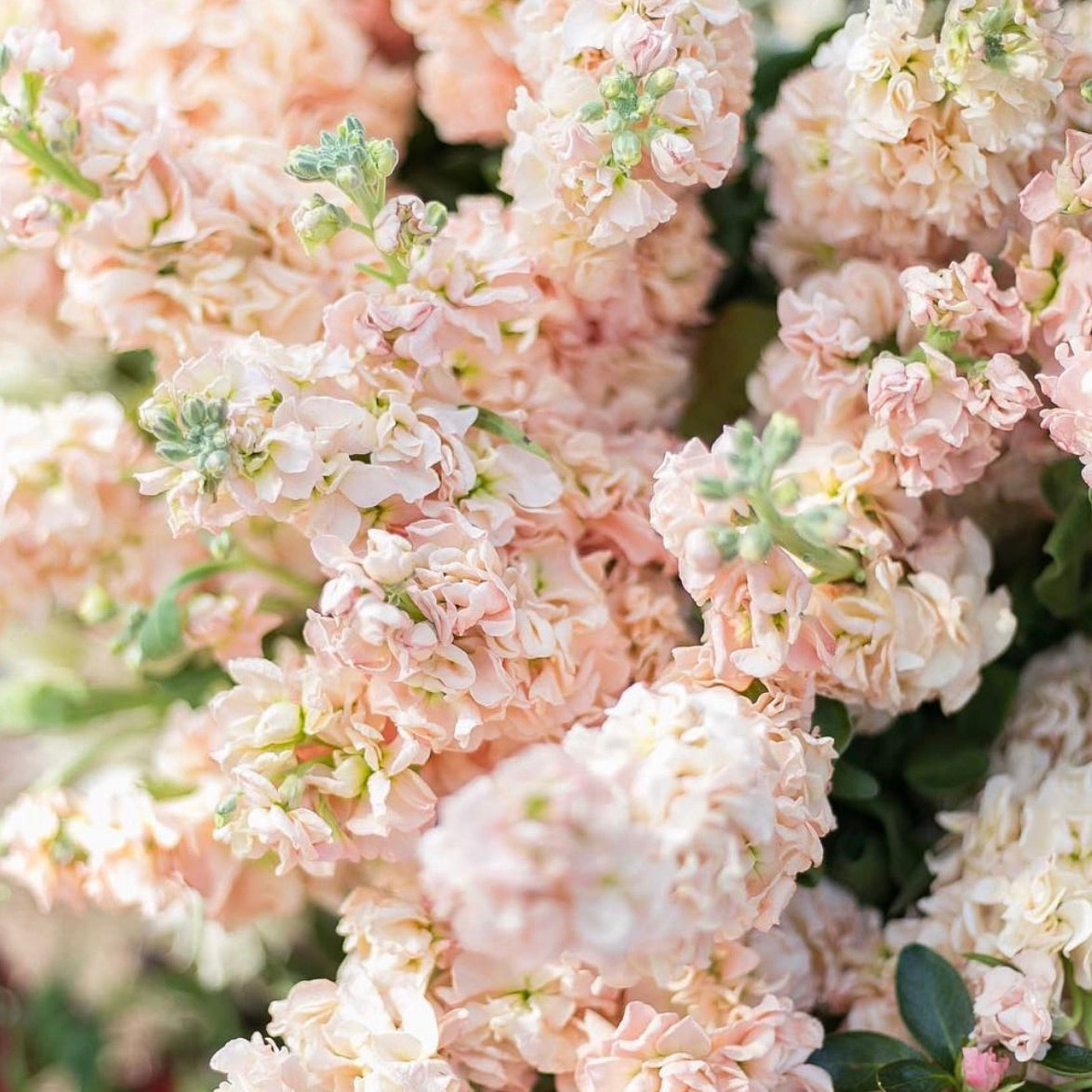 Stock 'Iron Apricot’ – Susie Ripley Gardening