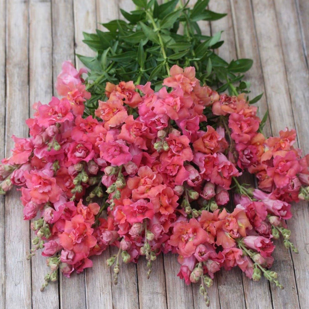 Snapdragon 'Madame Butterfly Cherry Bronze’ – Susie Ripley Gardening