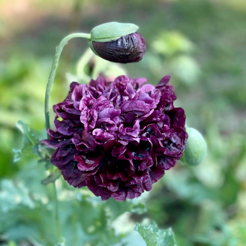 Poppy 'Black Peony' – Susie Ripley Gardening