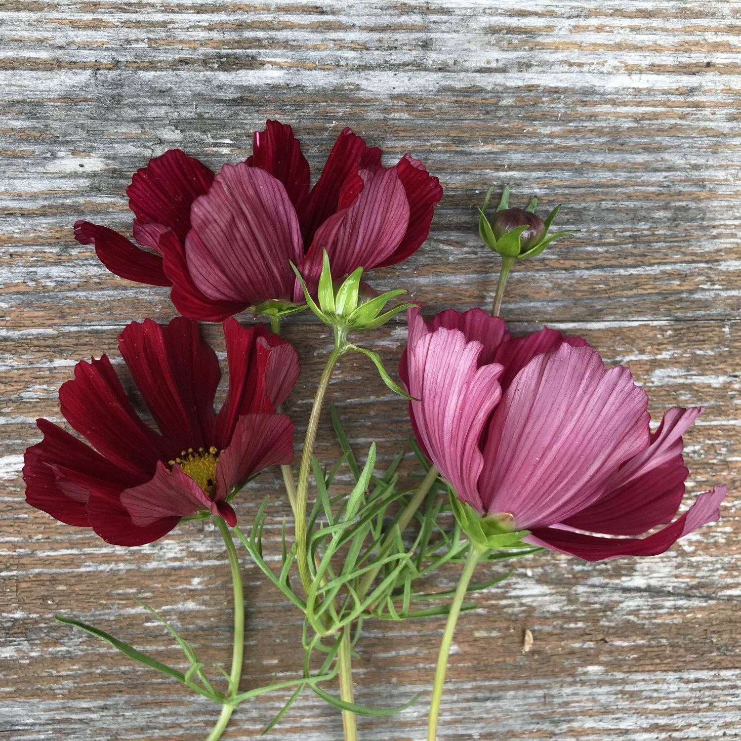 Cosmos 'Rubenza' – Susie Ripley Gardening