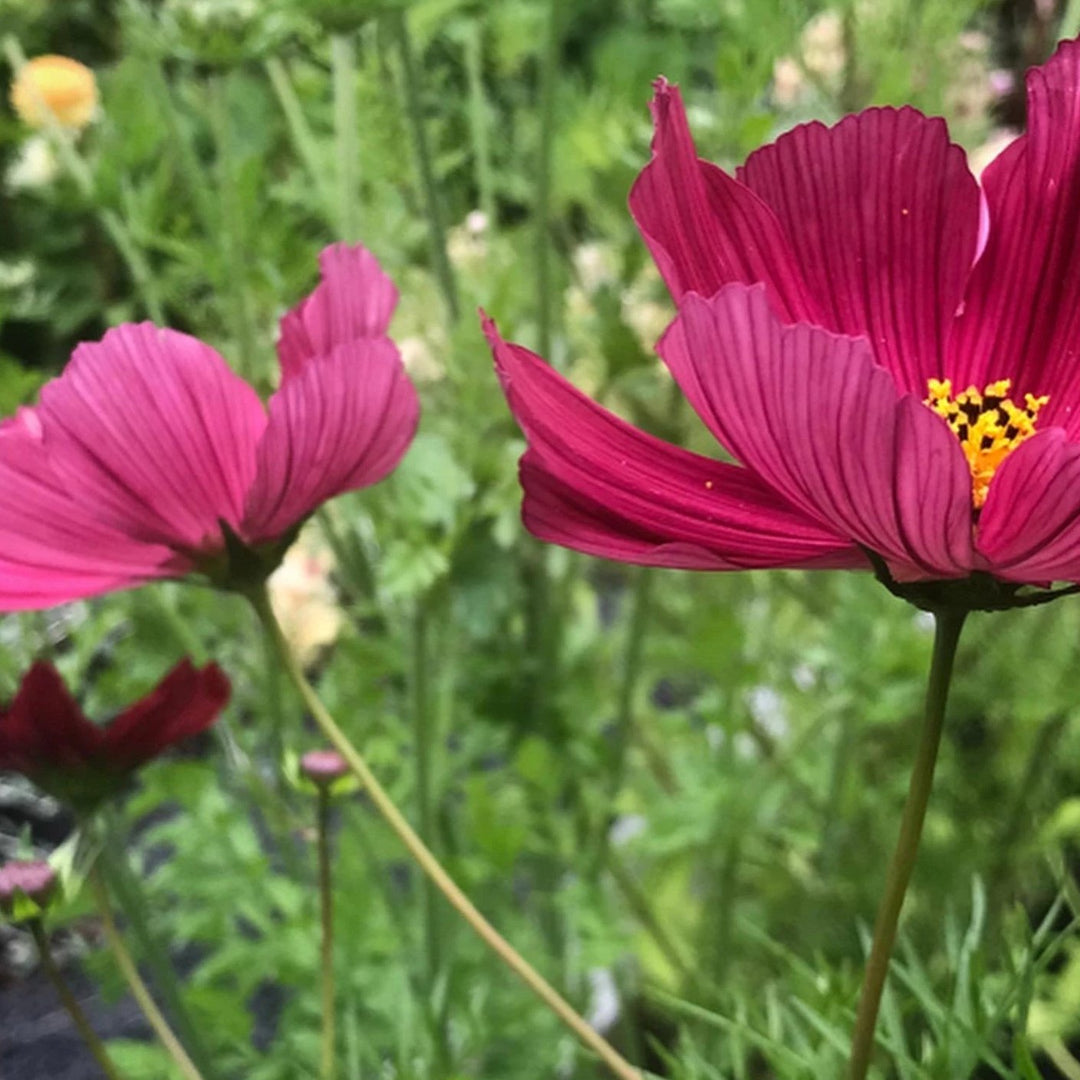 Cosmos 'Rubenza' – Susie Ripley Gardening