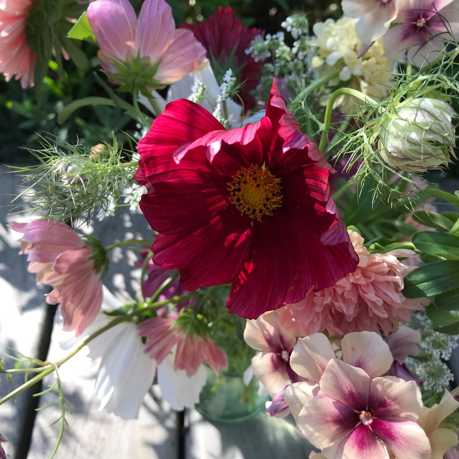 Cosmos 'Rubenza' – Susie Ripley Gardening