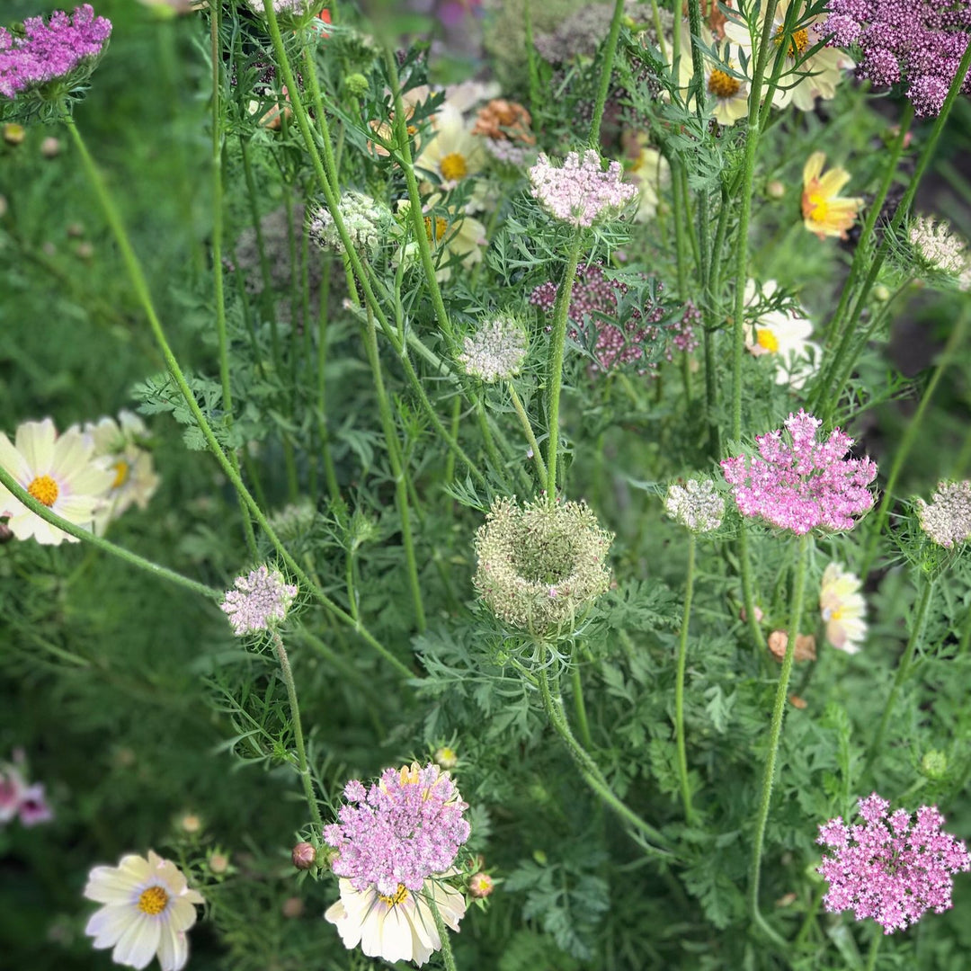 Dara 'Chocolate Lace Flower' – Susie Ripley Gardening