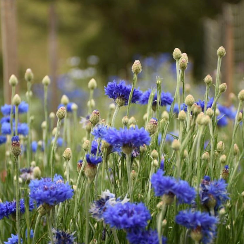 Cornflower 'Blue Boy' – Susie Ripley Gardening