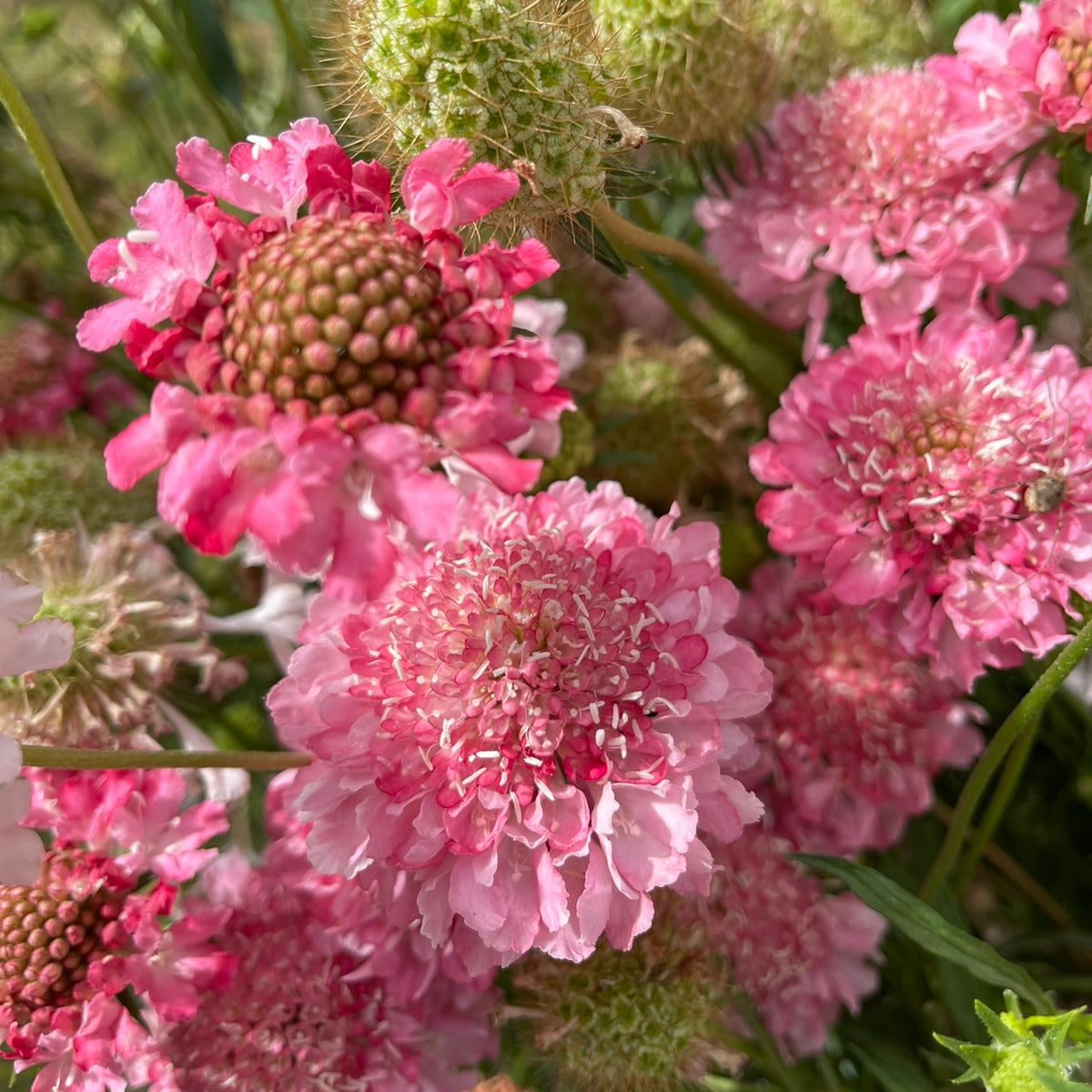 Scabiosa 'Salmon Rose' – Susie Ripley Gardening