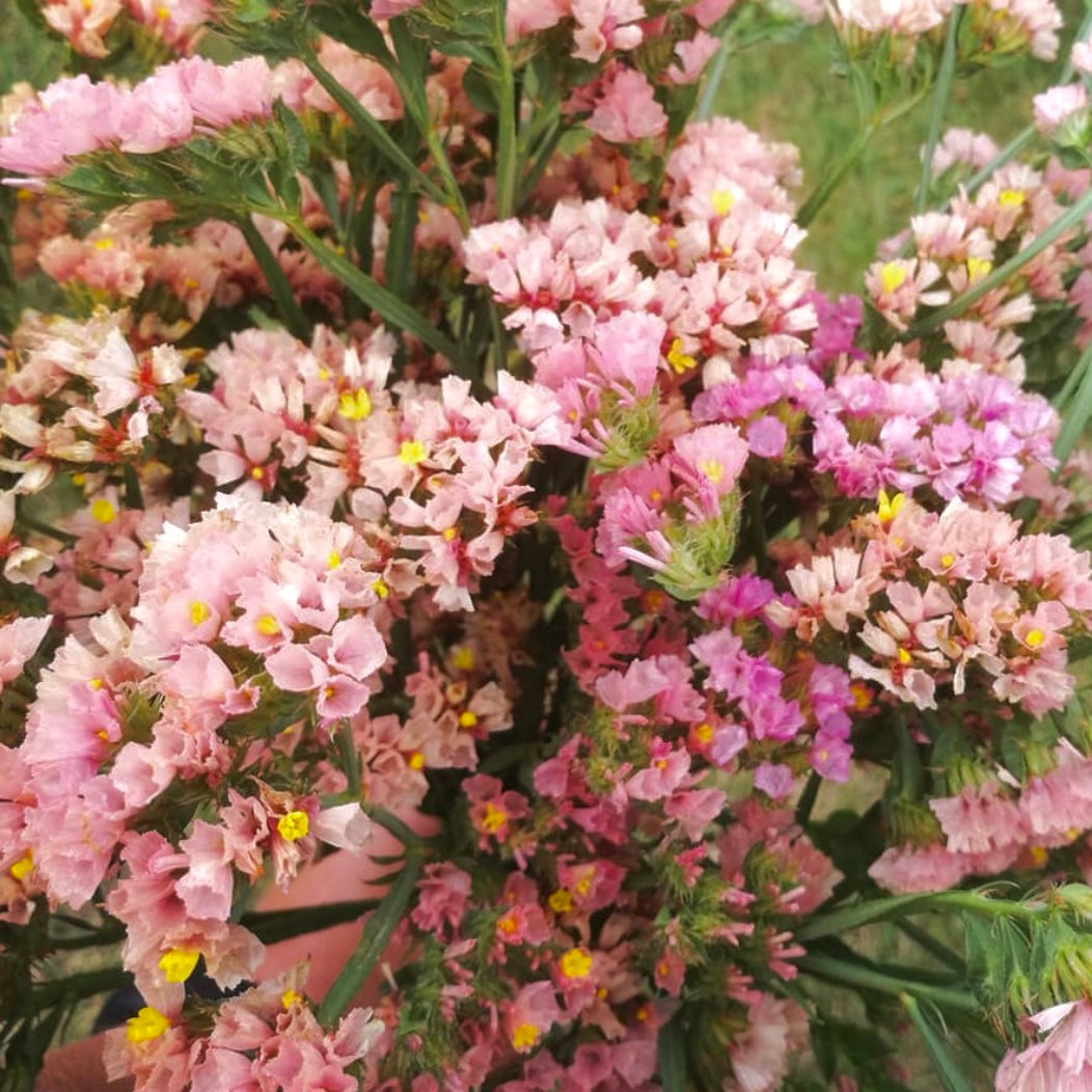 Statice ‘Apricot Beauty' – Susie Ripley Gardening