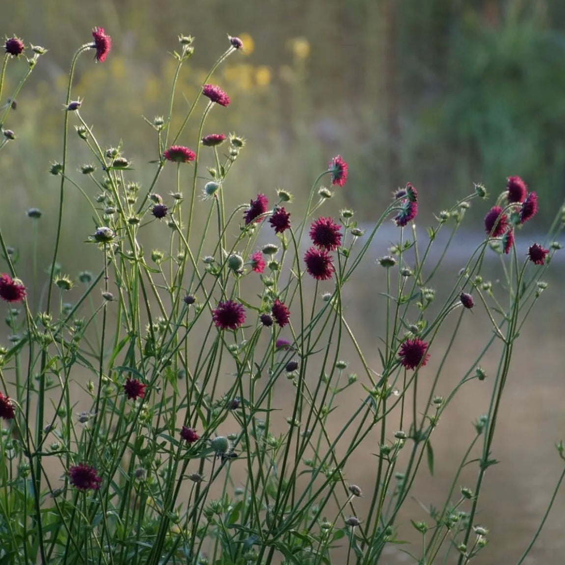 Knautia macedonica 'Red Cherries' – Susie Ripley Gardening