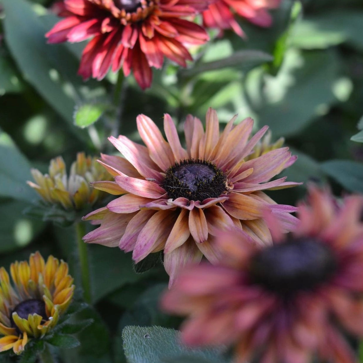 Rudbeckia 'Sahara' – Susie Ripley Gardening