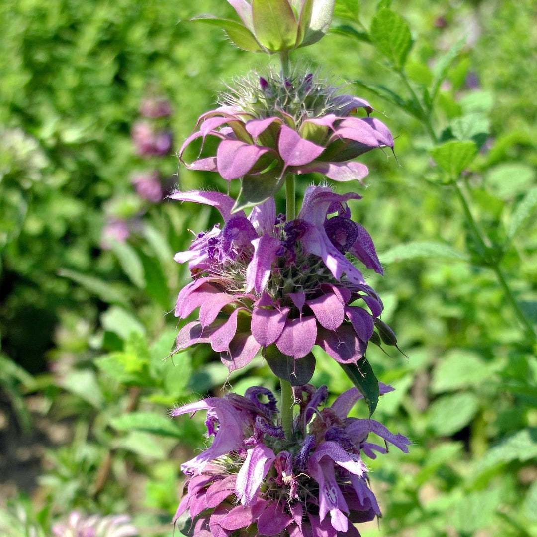 Monarda 'Lemon Mint' – Susie Ripley Gardening