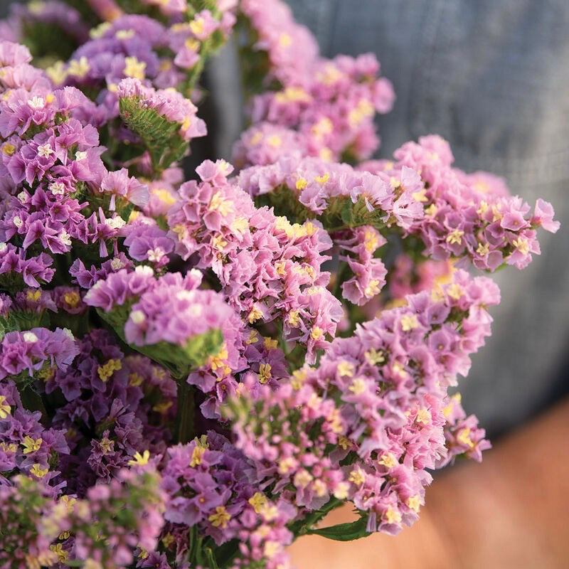 Statice ‘Rose Lavender' – Susie Ripley Gardening